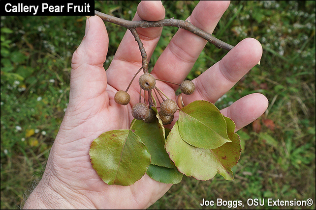 Banned in Ohio: the Callery Pear | News, Sports, Jobs - Marietta Times